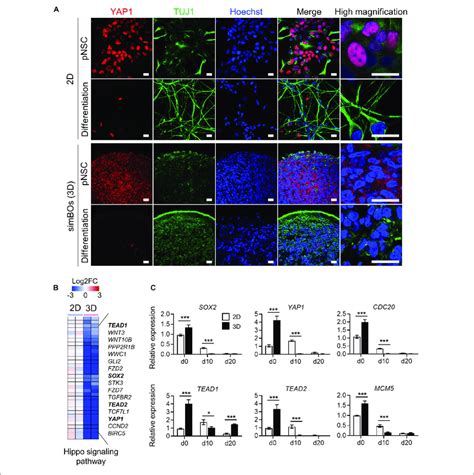 Subcellular Localization And Transcription Regulation Of Yap1 A
