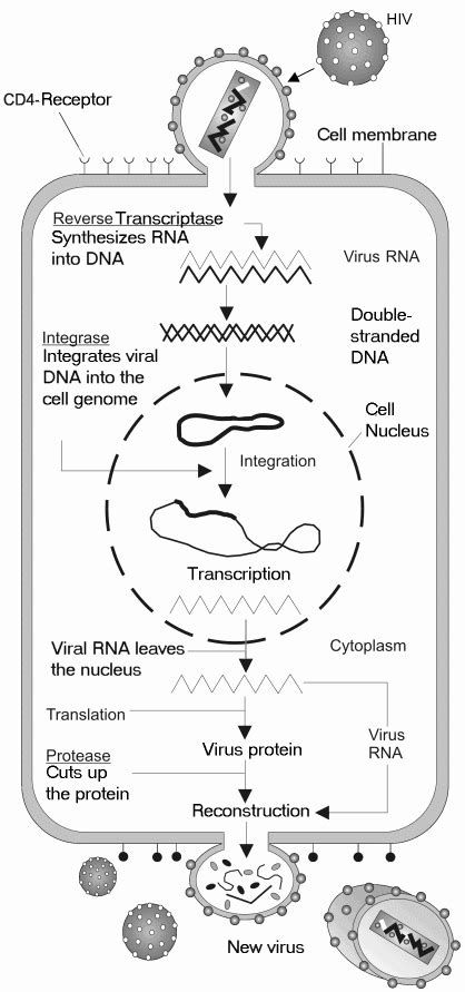 4 Hiv Replication Cycle Download Scientific Diagram