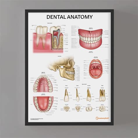 Dental Anatomy Chart Teeth Jaw Poster Tooth Anatomical Anatomystuff