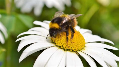 Bees Vs Wasps Whats The Difference And When To Call A Beekeeper