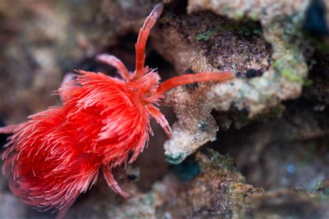 The Wood Borer Killer Artofit