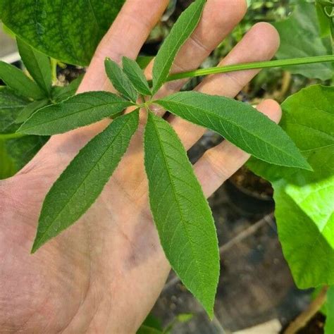 Passiflora Pedata Plant Care And How To Grow Water