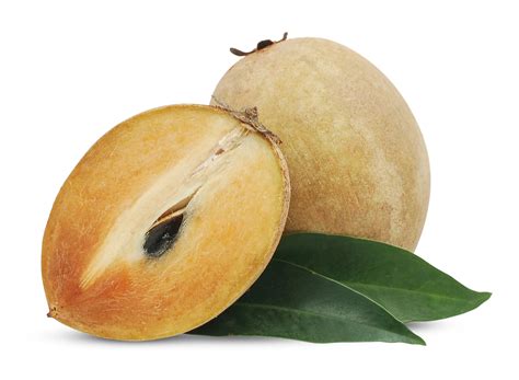 Sapota Fruit Buy Red Sapota Fruit Plant Premium Quality Selection