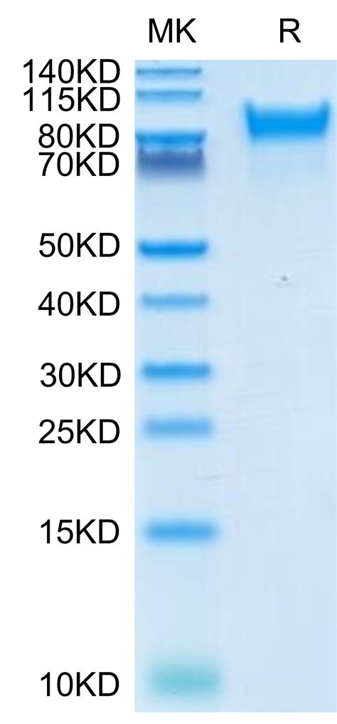 Human Her4 Erbb4 Protein Recombinant Reprokine