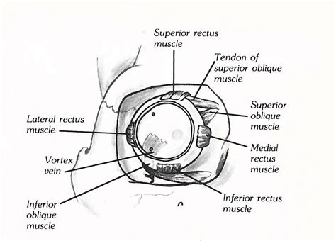 Inferior Oblique Eye Muscle