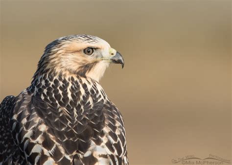 A Very Obliging Swainsons Hawk Juvenile Mia Mcphersons On The Wing