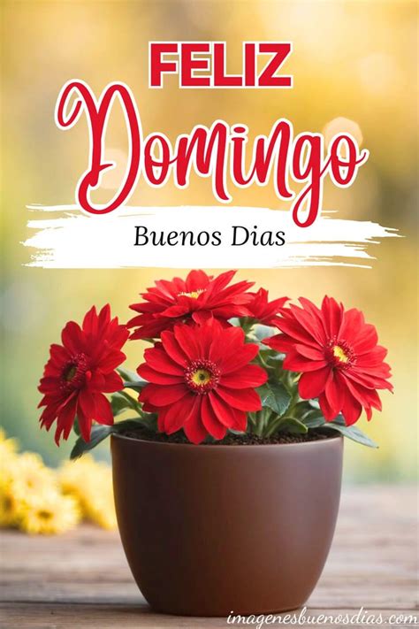 80 Imágenes Feliz Domingo Buenos Dias ☀️ Buenos Dias Feliz Domingo