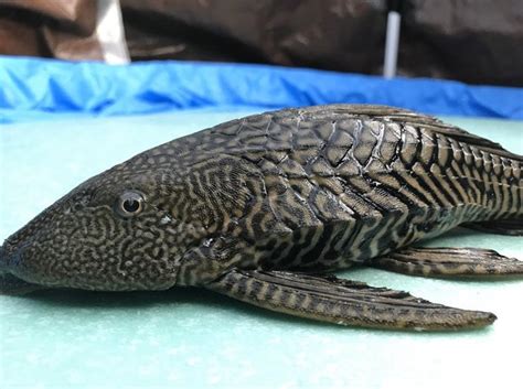 Til Of The Neotropical Armored Catfish Which Are Also Called Plecos