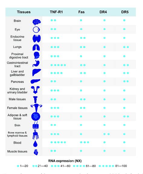 Summary Of The Consensus Normalized Expression Nx Level Of Each Death