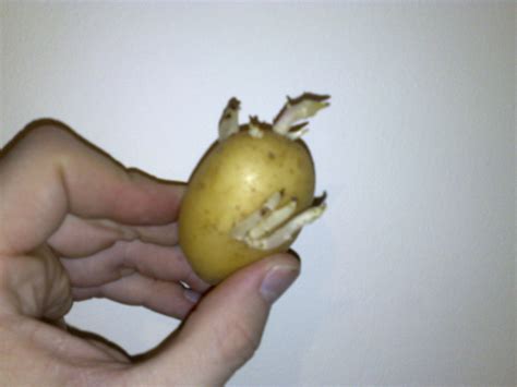 Potato Chitting 4 Steps Instructables