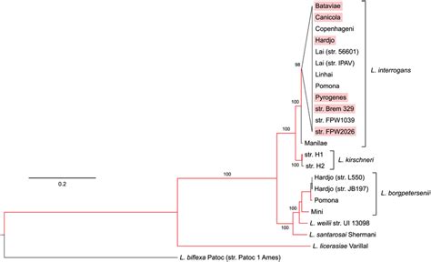 Maximum Likelihood Tree Based On Concatenated Protein Sequences From 23