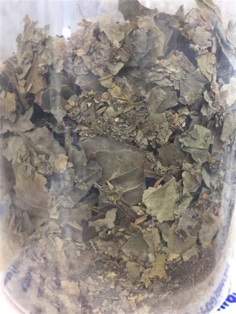 Vilvam Leaf 50g100g250g Lazada