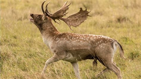 Fallow Stag Bellowing 1920 X 1080 Wallpaper