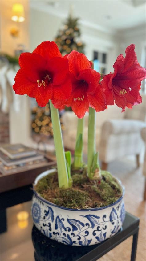 18 Vibrant Red Flowers That Instantly Brighten Your Garden Plus Tips