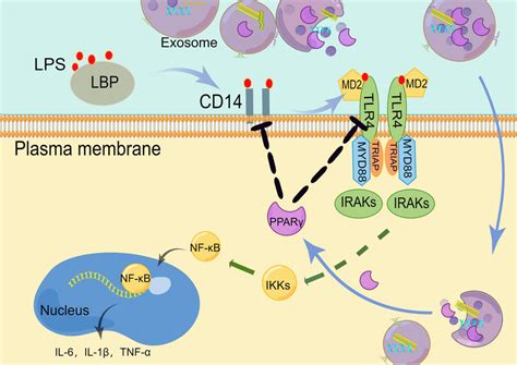 Schematic Representation Of The Possible Role Of Exosomal Pparγ On Download Scientific Diagram