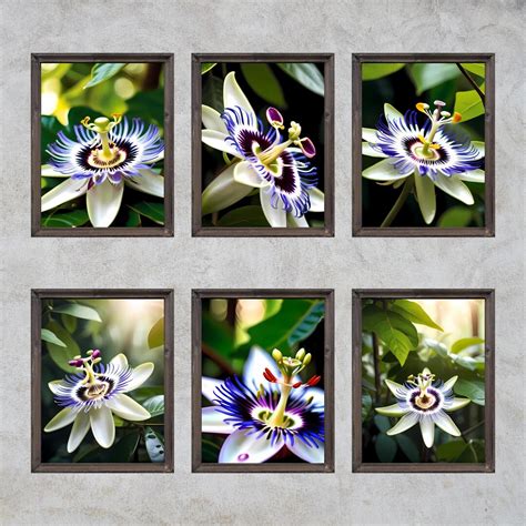 Set Of 6 Passiflora Flowers Printable Wall Art Exotic And Tropical Plant Passiflora Flower