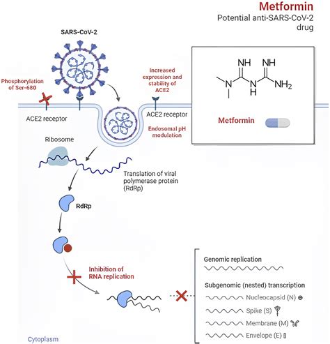 Frontiers Unveiling The Potential Pleiotropic Effects Of Metformin In