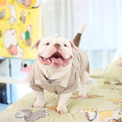Mochi The Happy Bully