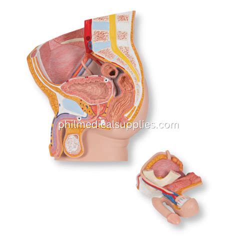 Model Male Reproductive Organ Philippine Medical Supplies