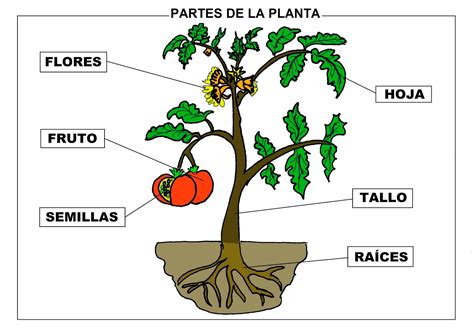 My Version Partes De La Planta Partes De La Misa Plantas Porn Sex