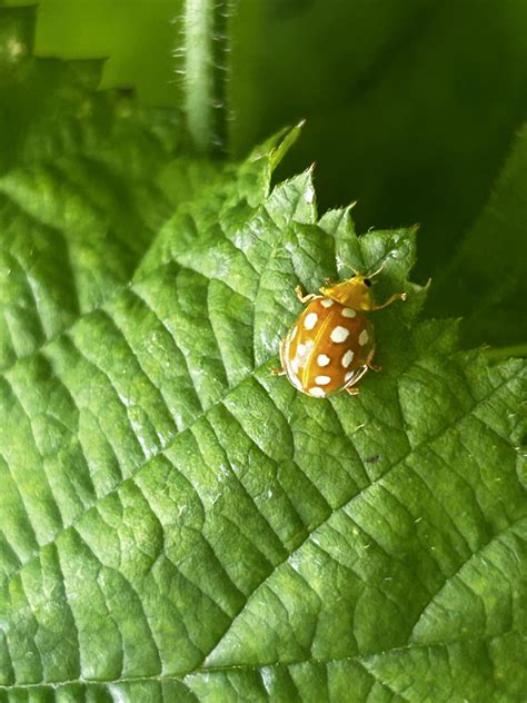 Whats This Insect Called Rwhatsthisbug