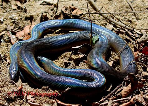 Water Python Liasis Fuscus Water Python Liasis Fuscus … Flickr