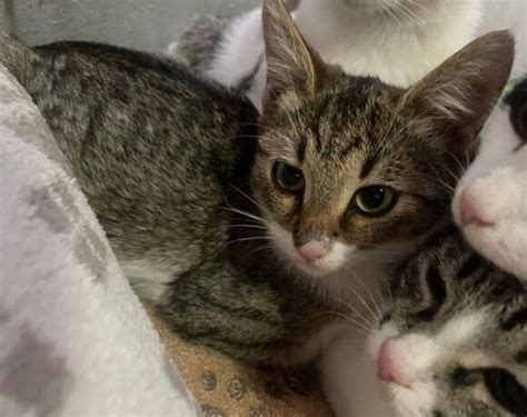 Stizzi Ein Herz Für Streuner