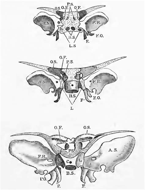 Paper On The Development And Morphology Of The Human Sphenoid Bone