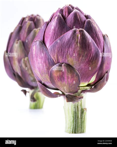 Artichoke Flowerpurple Edible Bud Isolated On White Background Stock