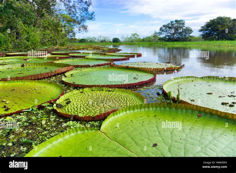 Victoria Regia The Largest Lily Pad In The World In The Amazon Rain