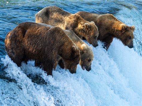 The Annual Fat Bear Week Kicks Off At Katmai National Park And Preserve Wxpr
