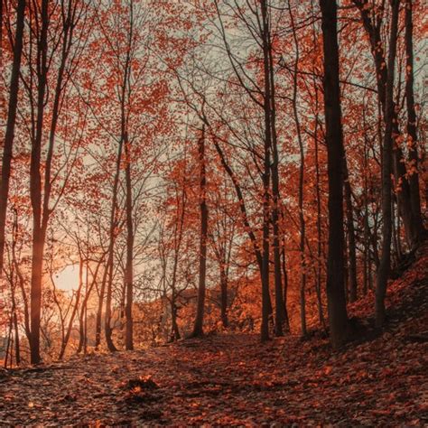 Stream Maple In The Wind By Under The Maple Tree Listen Online For Free On Soundcloud