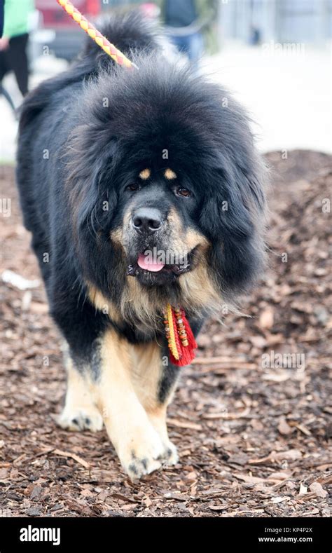 Tibetan Mastiff Is A Large Tibetan Dog Breed Originating With The