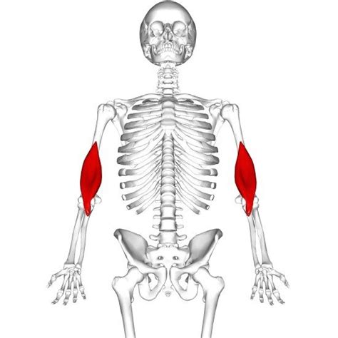 How Muscles Work To Protect A Pitcher Driveline Baseball