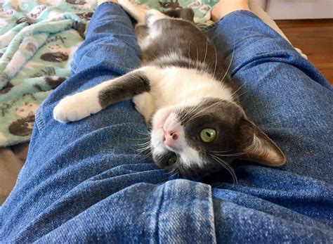 Coral Cuddles ️ She And Nala Sarahs Kitten Cuddle Room