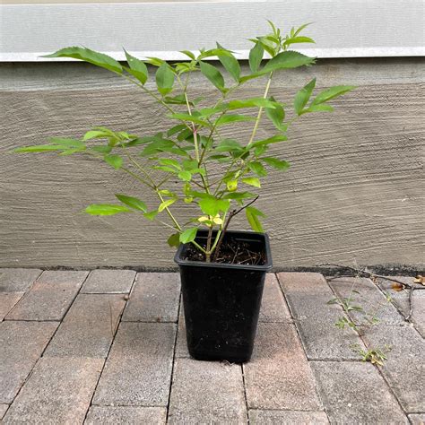 Elderberry Live Plant For Sale Mayernik Kitchen
