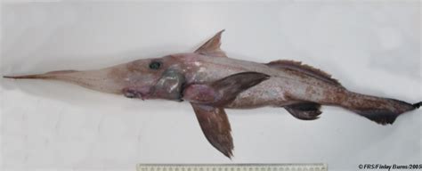 Worms World Register Of Marine Species Photogallery