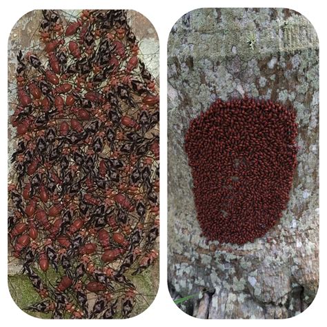 Tree Cattle A Scavenger Cleaning The Bark Of Trees