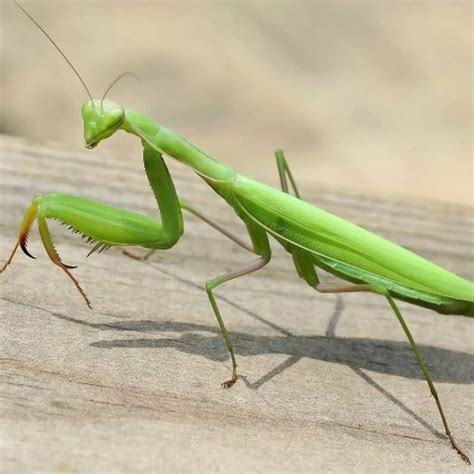 Юж Урал Youtube