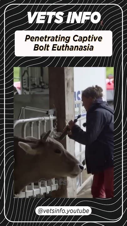 Cattle Euthanasia | Penetrating Captive Bolt Euthanasia #shorts #Bovine #animals - YouTube