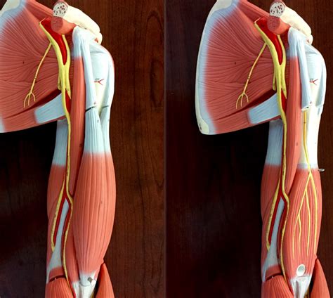 Anterior Shoulder Diagram Quizlet