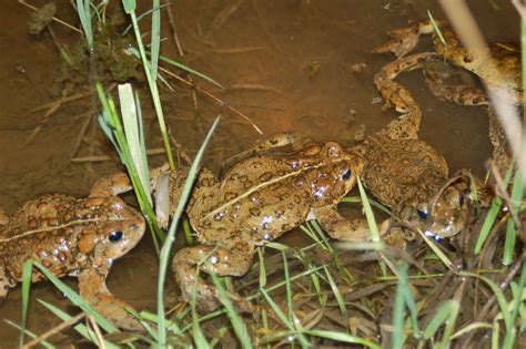 Jwm Boreal Toads Have Become Nearly Extirpated In Northwest Montana