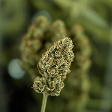 Jealous Banana Weed Strain Information And Effects