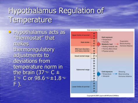 Ppt Thermoregulation Powerpoint Presentation Free Download Id 269735