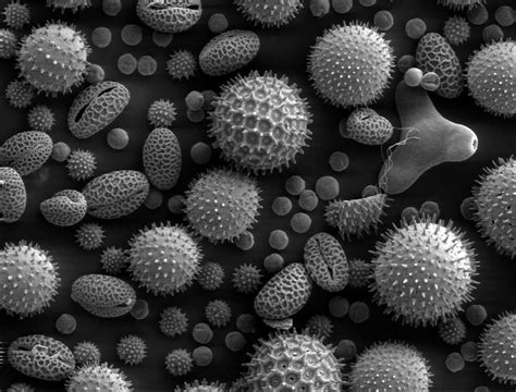 Pollen Microscope Electron Microscope Scan Plants 4k Hd Wallpaper