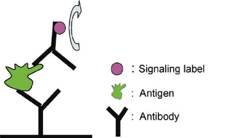 A Sandwich Assay Format A Multivalent Antigen Is First Caught By A