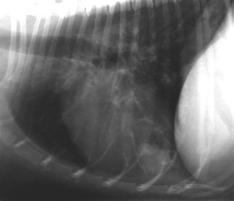 Lung Bronchiectasis In Dogs Canis Vetlexicon