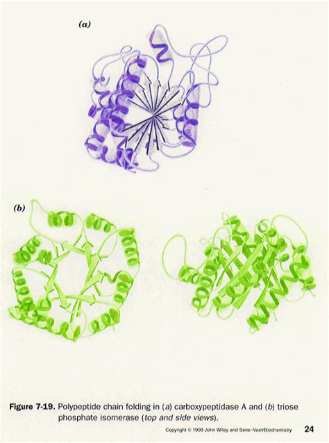 Globular Proteins Polypeptide Folding