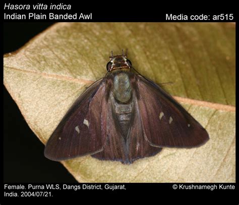 Hasora Vitta Butler 1870 Plain Banded Awl Butterfly
