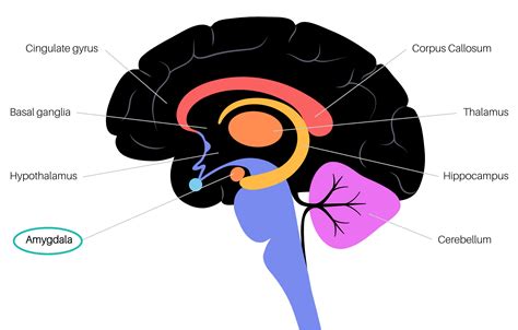 Amygdala Sequence Wiz